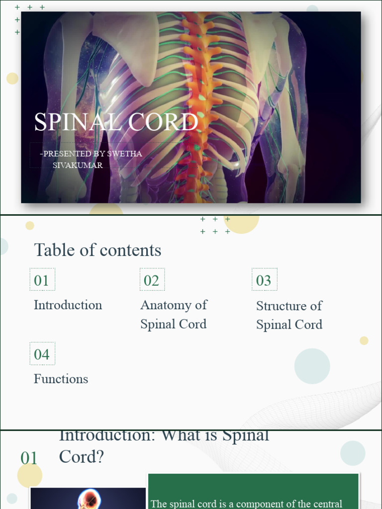 SPINAL CORD | PDF | Spinal Cord | Vertebral Column