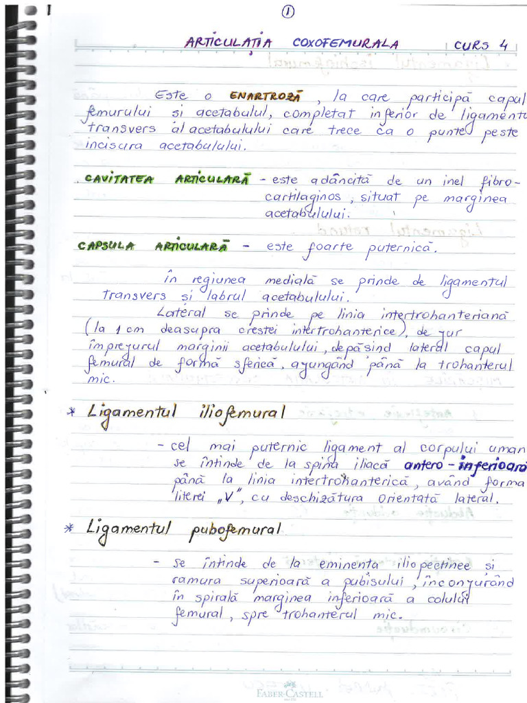 Curs 4_Artic Coxofemurala | PDF