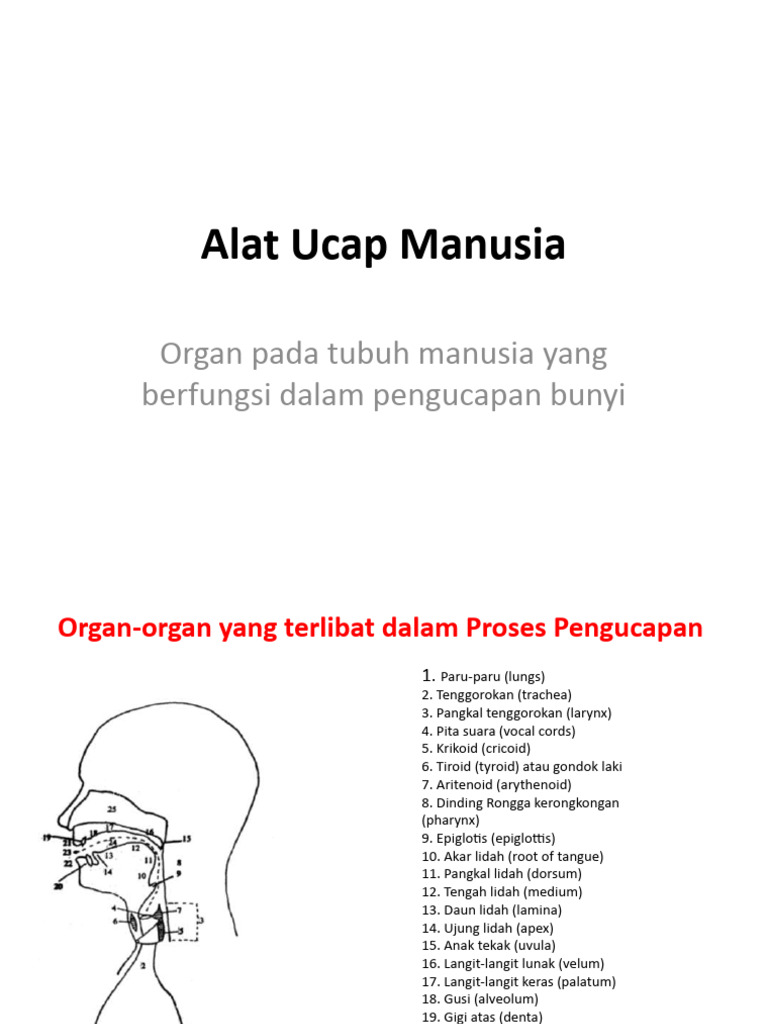 Alat Ucap Manusia | PDF | Kajian Bahasa Asing
