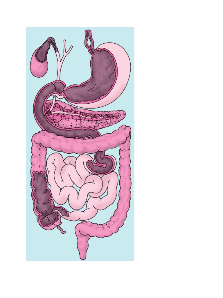 Anotomy | PDF