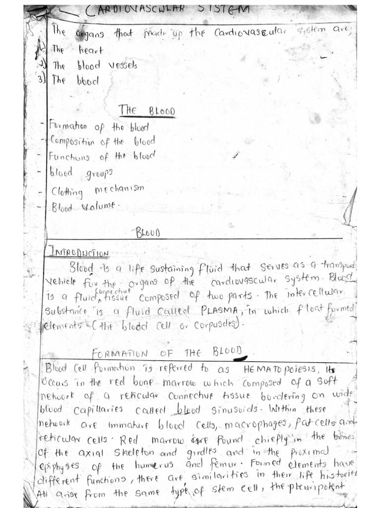 Anatomy Cardiovascular System 090954 Pdf