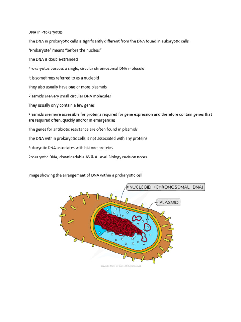 DNA in Prokaryotes | PDF