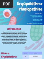 ERYSIPELOTHRIX | PDF | Infección | Sistema inmune