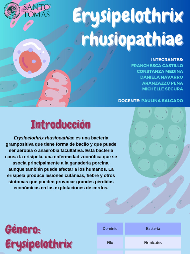 Erysipelothrix Rhusiopathiae | PDF