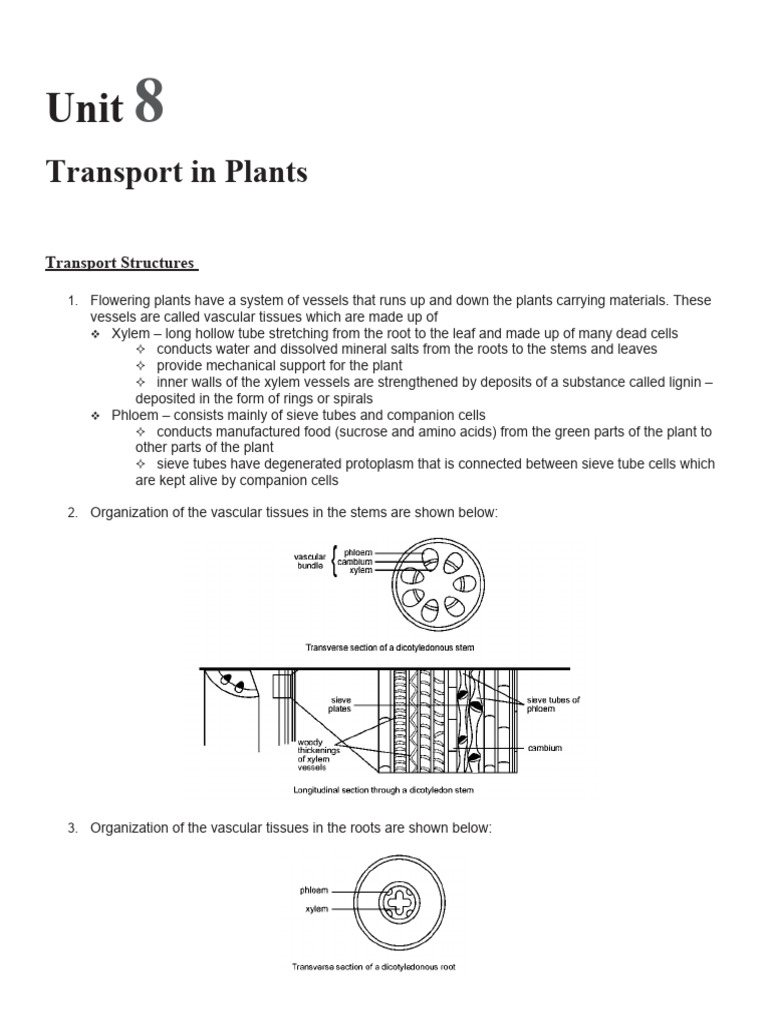 plant transport | PDF | Root | Tissue (Biology)