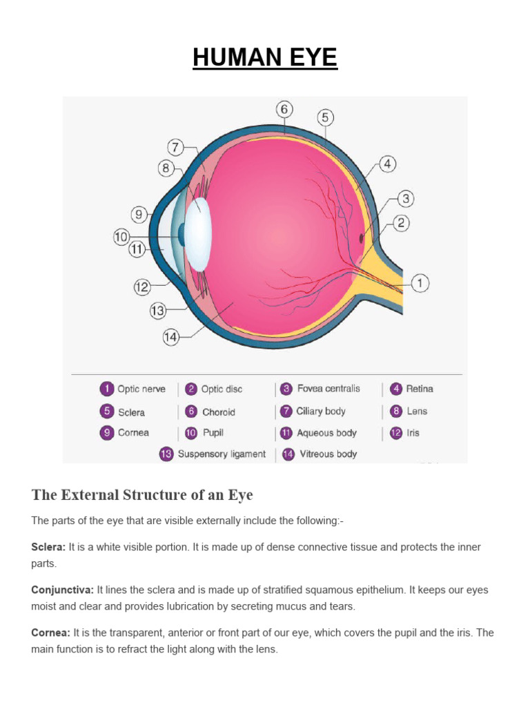 The Structure of An Eye | PDF