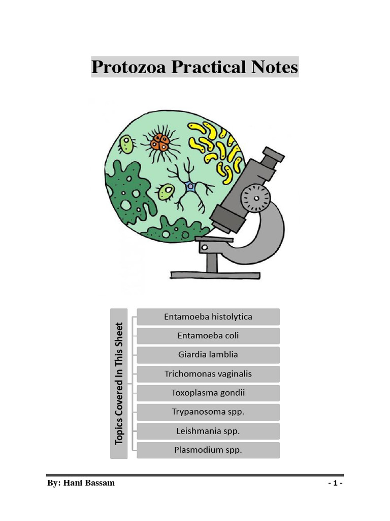 Protozoa Practical Notes | Download Free PDF | Parasitology | Clinical ...
