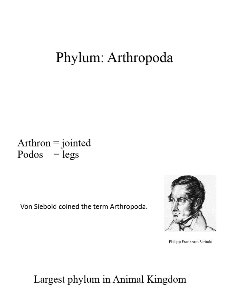 Phylum Arthropoda | PDF