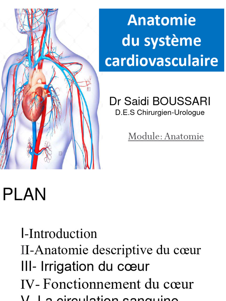 4- Anatomie du systheme circulatoire | PDF