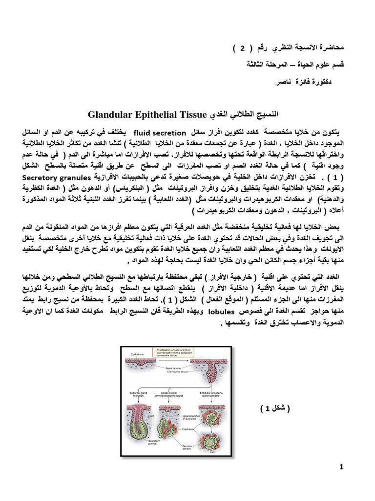Glandular Epithelial Tissue Pdf