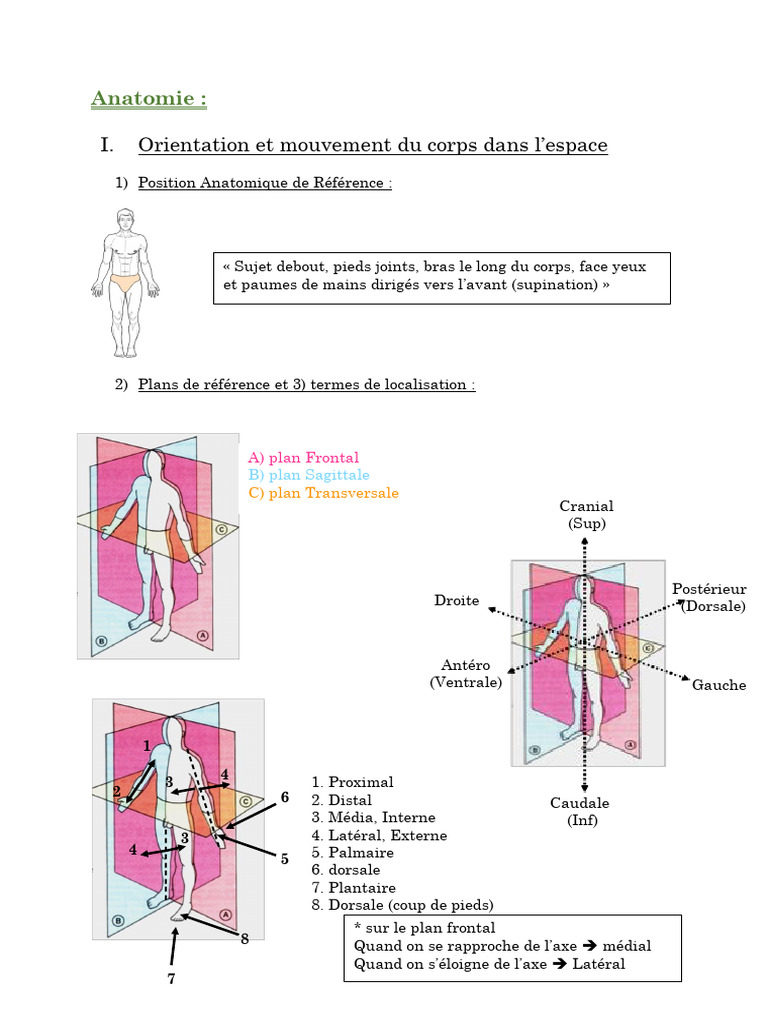 Orientation Et Mouvements Du Corps Dans L'espace | PDF