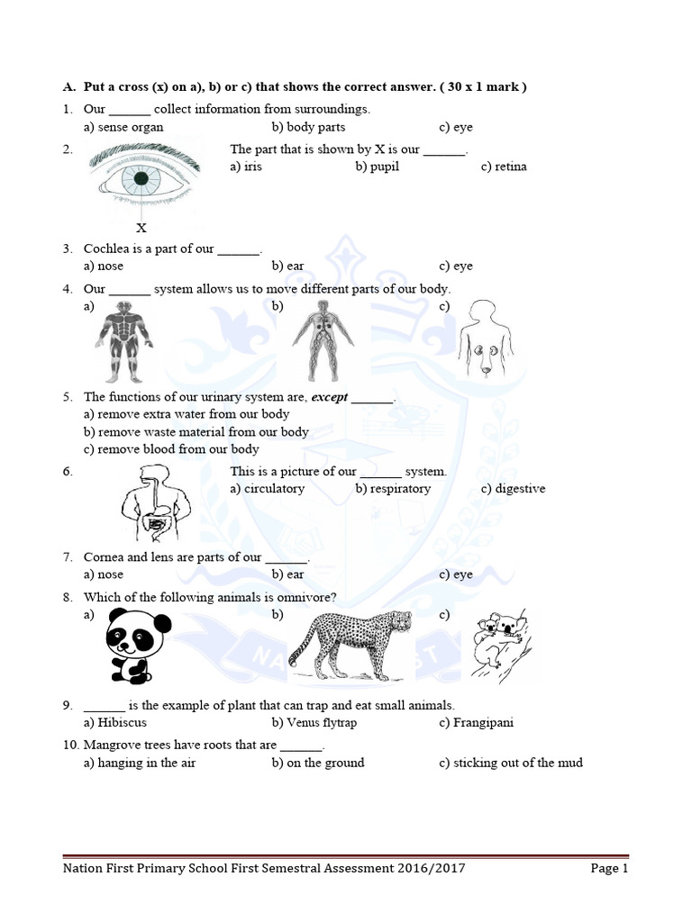 P3 Science Final Test Semester 1 | PDF | Plants | Eye