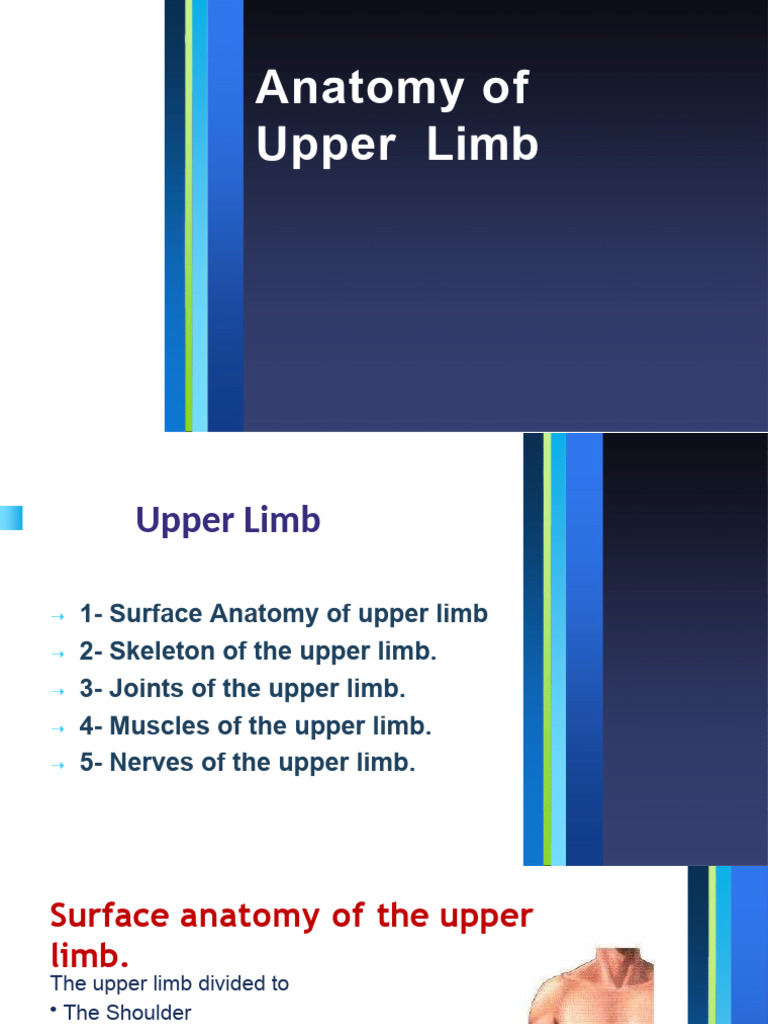 Anatomi Upper Extremity | PDF