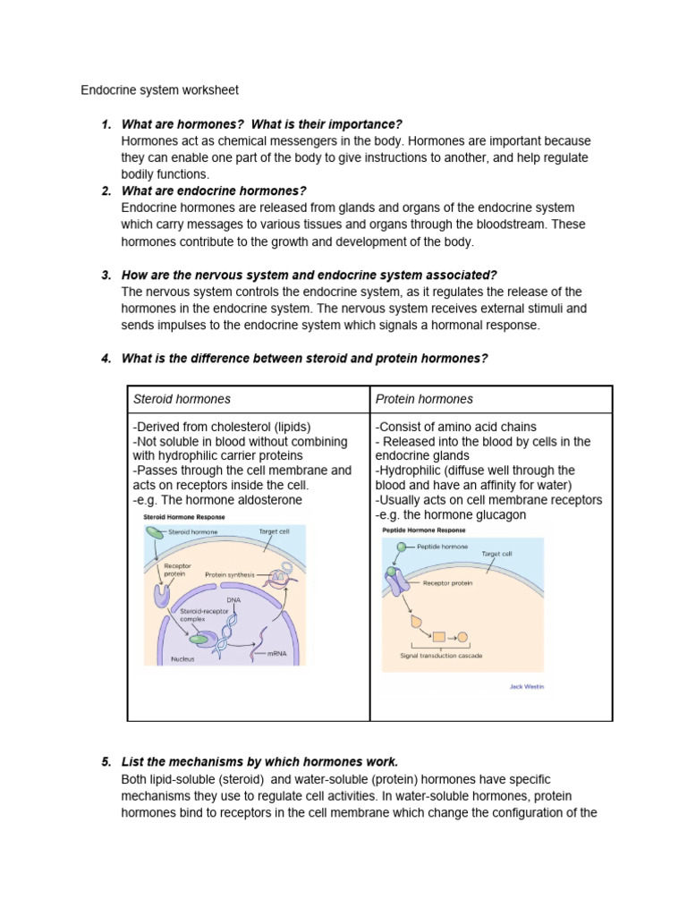 Endocrine System Worksheet | PDF