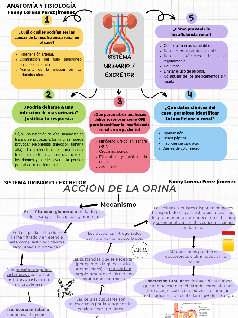 Sistema Urinario Excretor | PDF | Sistema urinario | Riñón