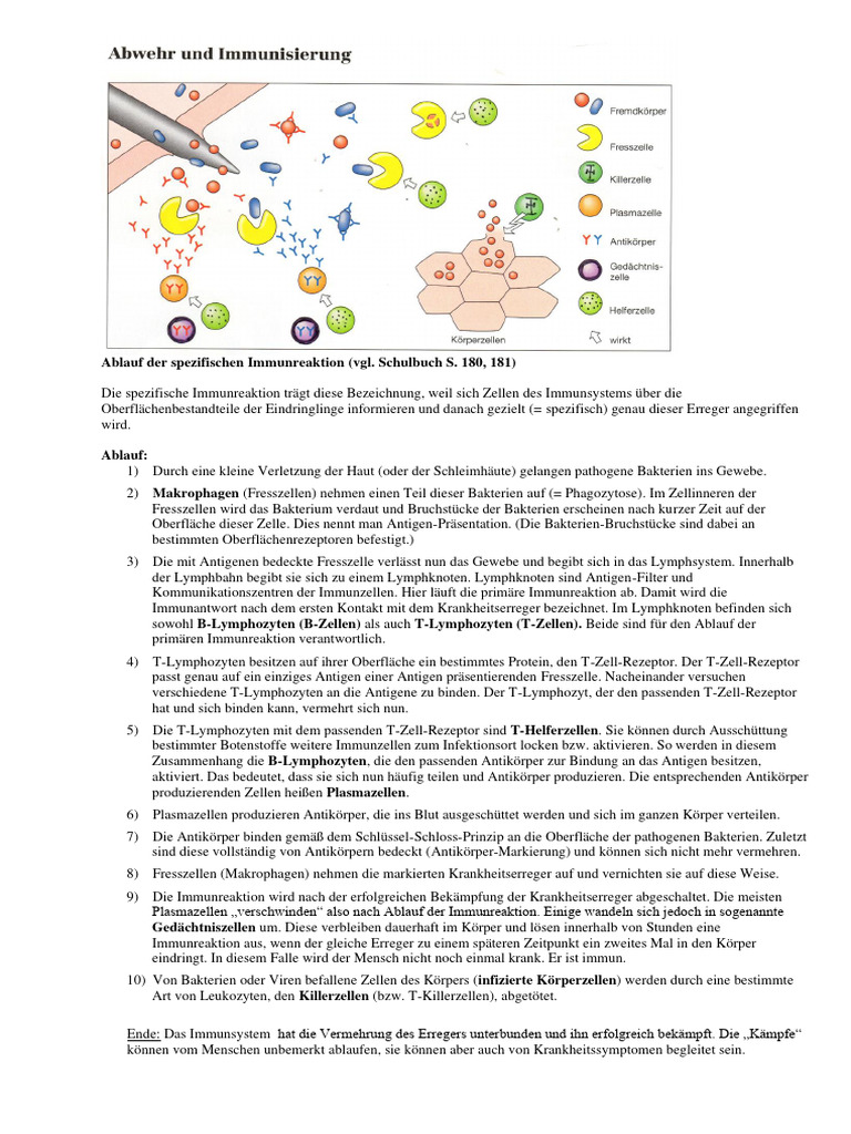 7 - Info - Ablauf Immunreaktion | PDF