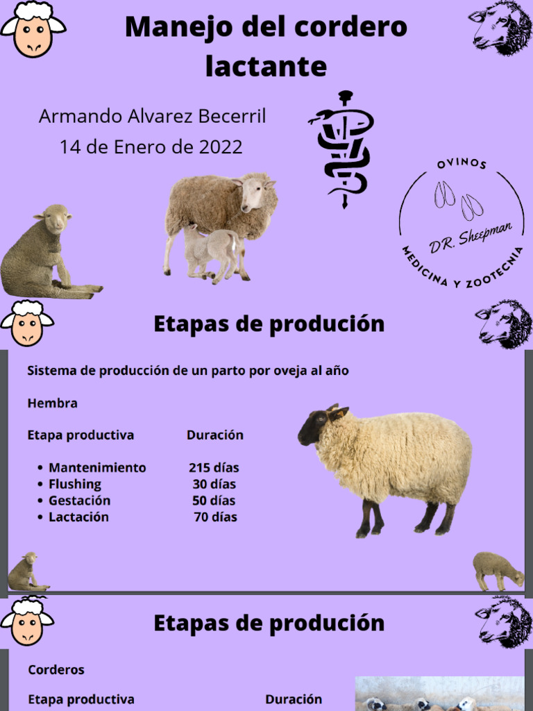 Manejo Del Cordero Destetado | PDF | Parto | Oveja