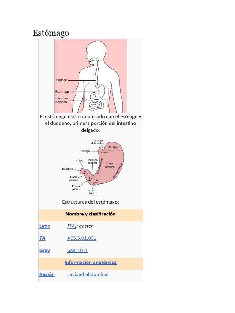 Estomago | PDF | Estómago | Biología