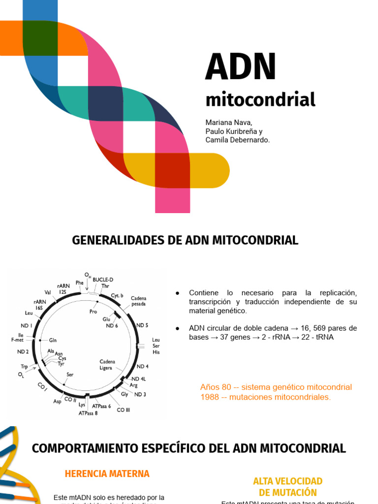 ADN_mitocondrial.pptx | PDF | Adn mitocondrial | Mutación