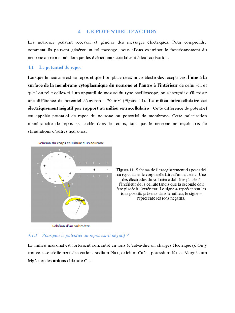 Phases du potentiel d'action neuronal | PDF | Potentiel d'action | Neurone