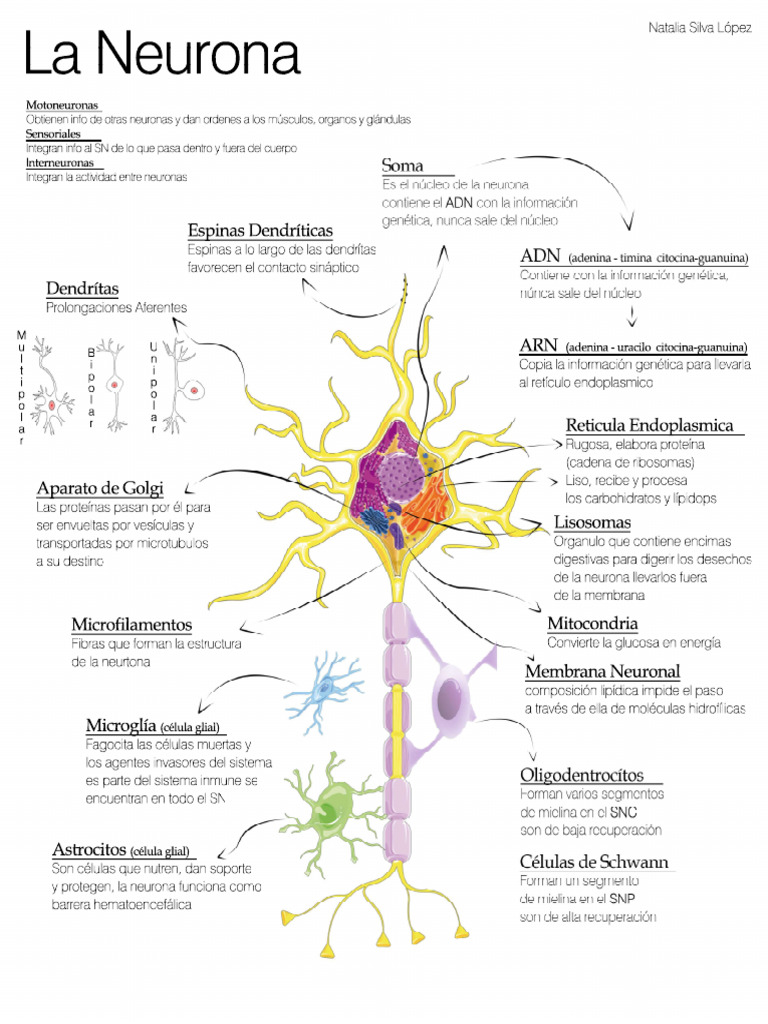 Representación Grafica La Neurona | PDF
