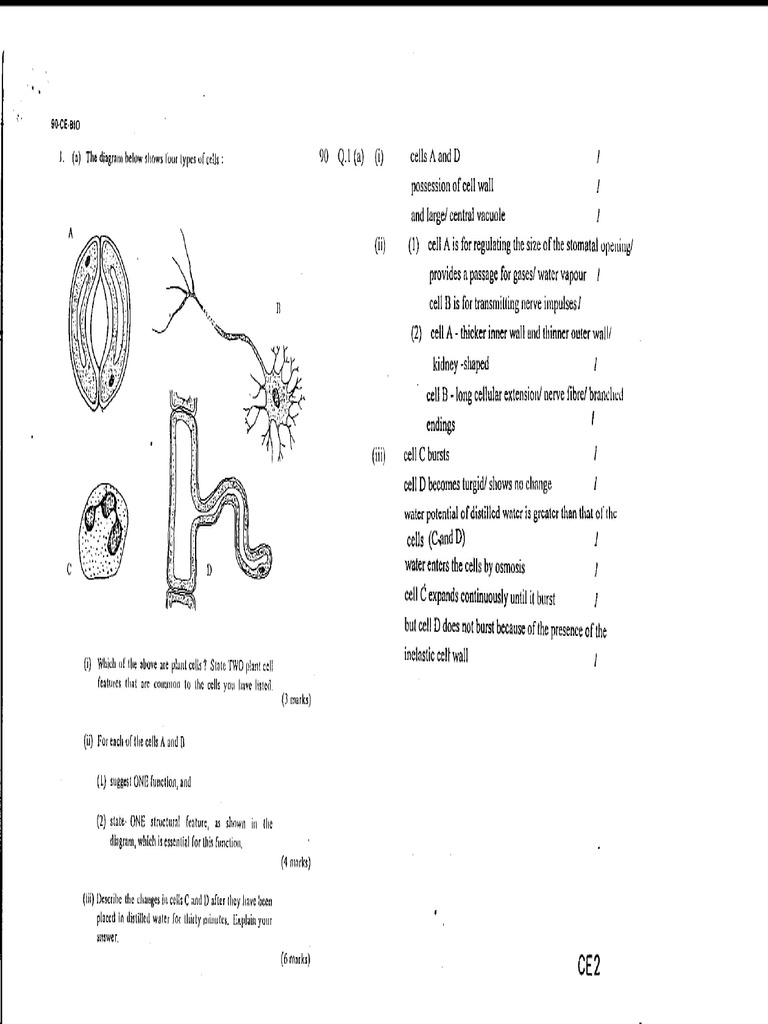 HKCEE - Bio - 1990 - Paper1 + Marking | PDF