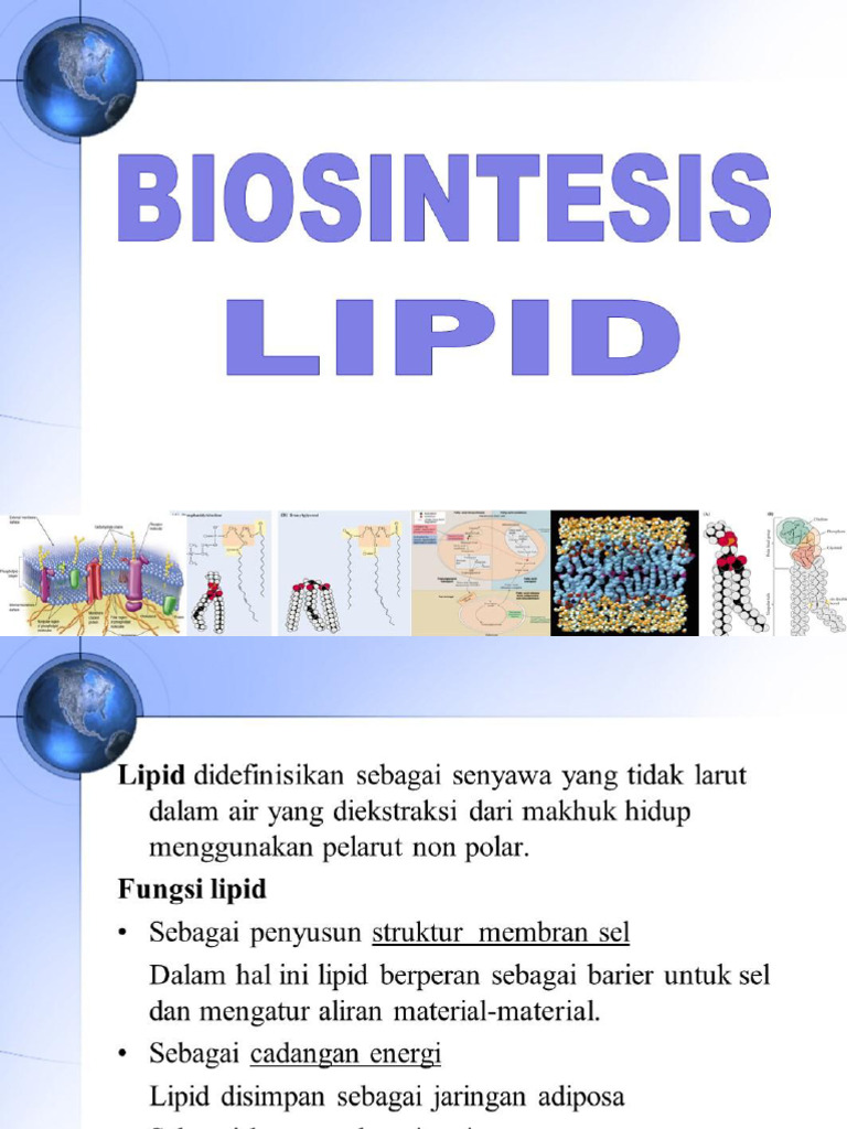 Biosintesis Lipid | PDF
