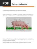 Sistema Endocrino Del Cerdo | PDF | Salud y bienestar