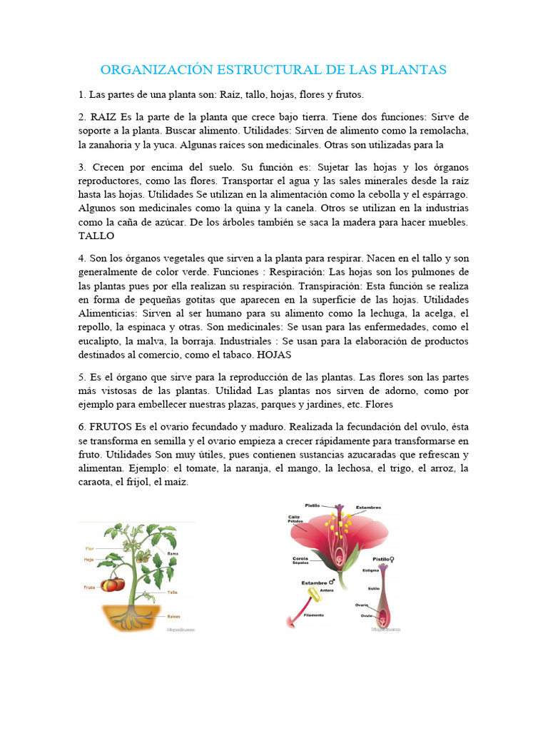 Organización Estructural de Las Plantas | PDF
