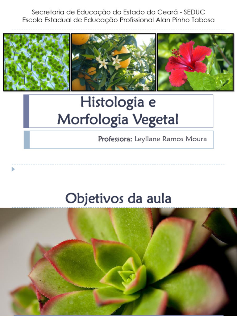 Histologia e Morfologia Vegetal | PDF