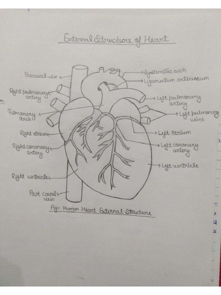 External Structure & Heart Notes | PDF