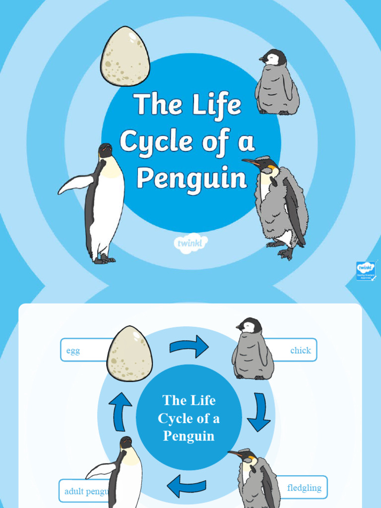 T TP 2650156 Life Cycle of A Penguin Powerpoint Ver 1 | PDF