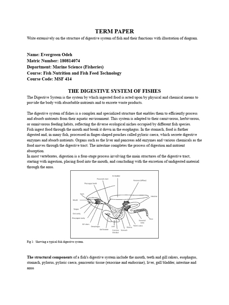 MSF414 Term Paper - Evergreen Odeh | PDF