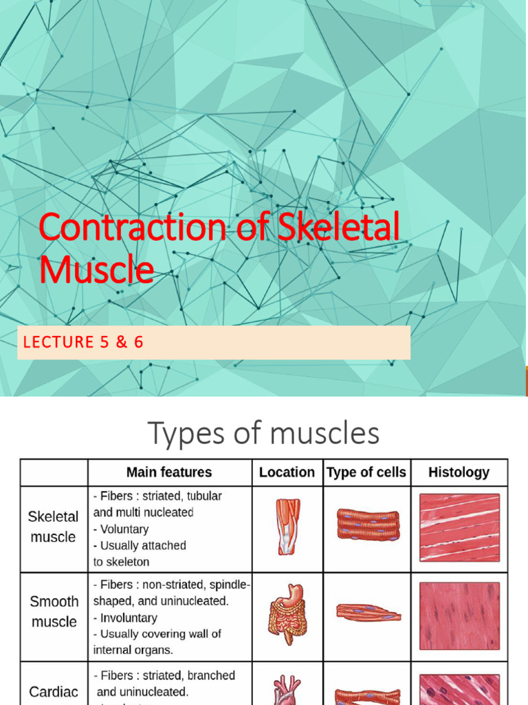 Contraction of Skeletal Muscle LEC 5 & 6 | PDF | Wellness | Science ...