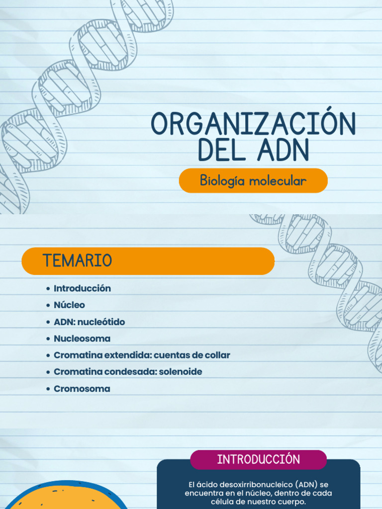 Presentación Biología Organización Del Ácido Desoxirribonucleico (ADN) Ilustrativo Azul | PDF ...