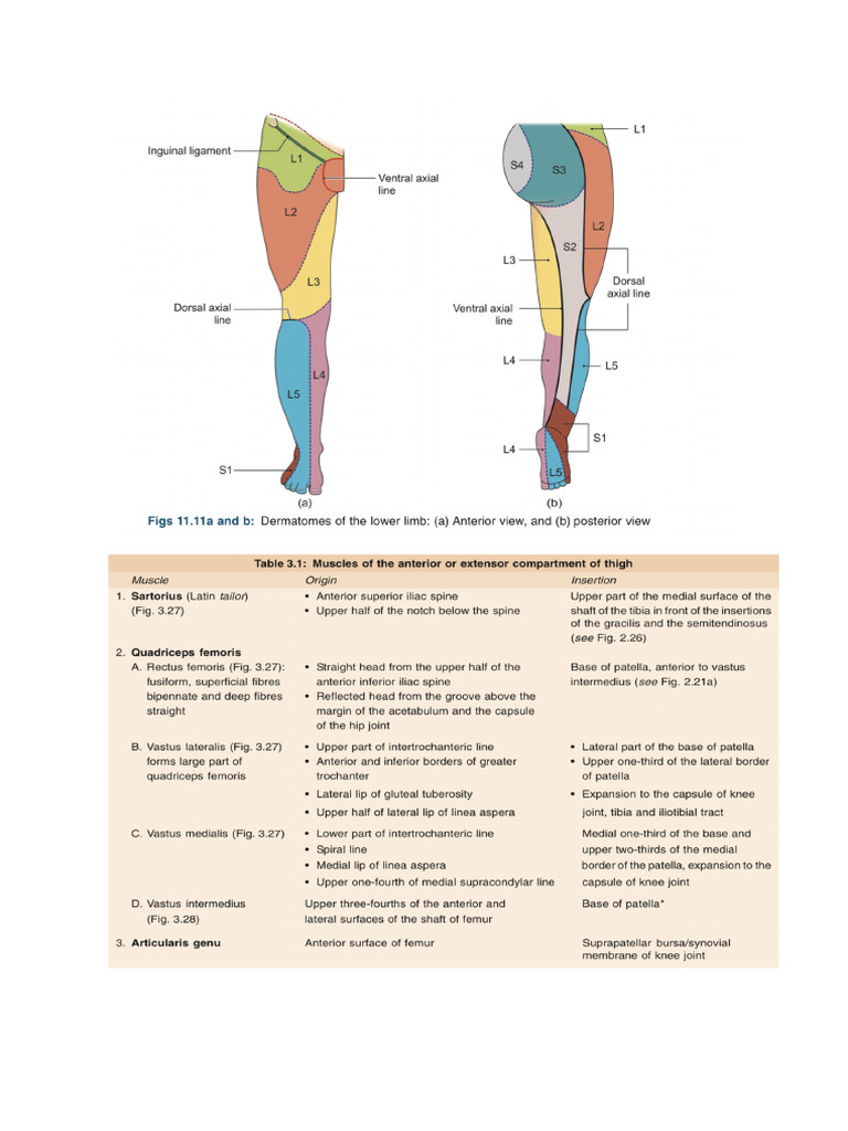 Lower Extremity 2 | PDF