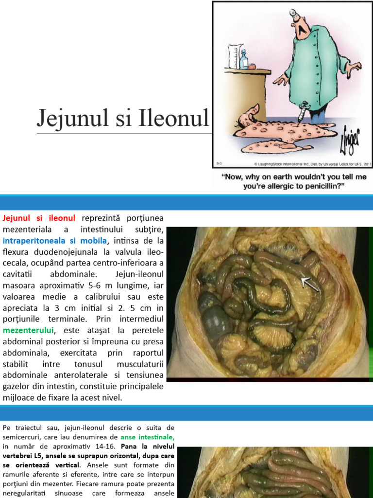 Jejunul Si Ileonul | PDF
