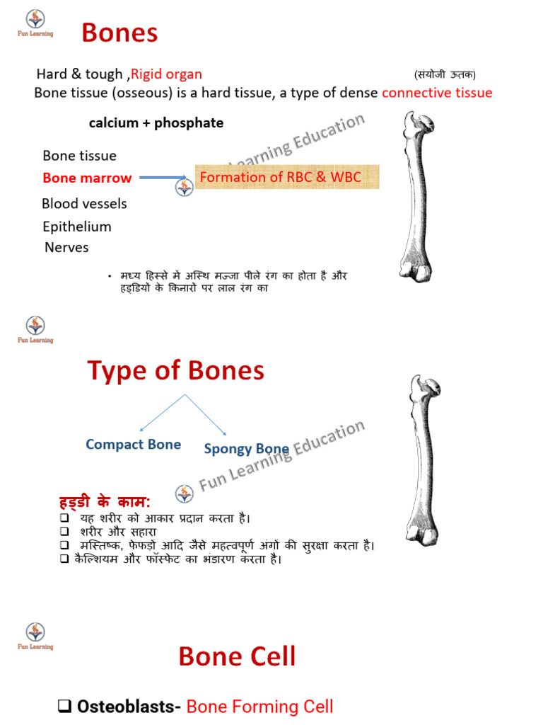 Bones & Cartilage | PDF | Bone | Osteoblast