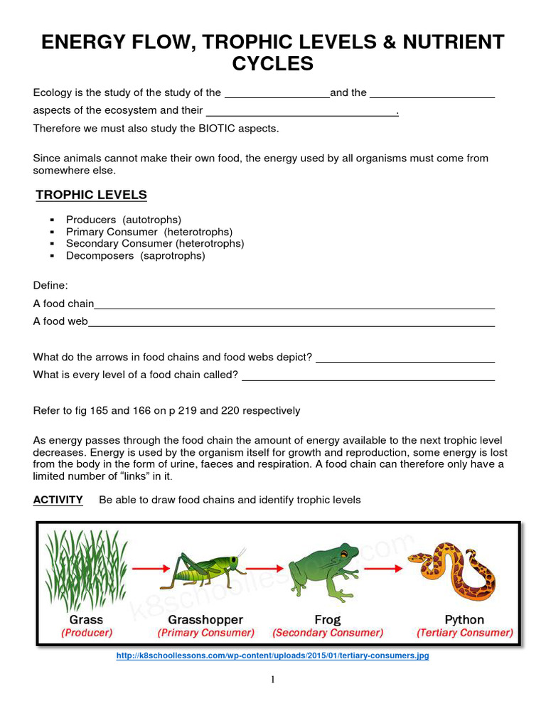 Energy Flow Trophic Levels and Cycles | PDF