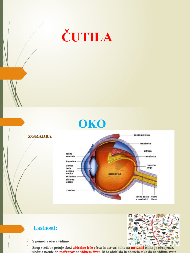 Čutila | PDF