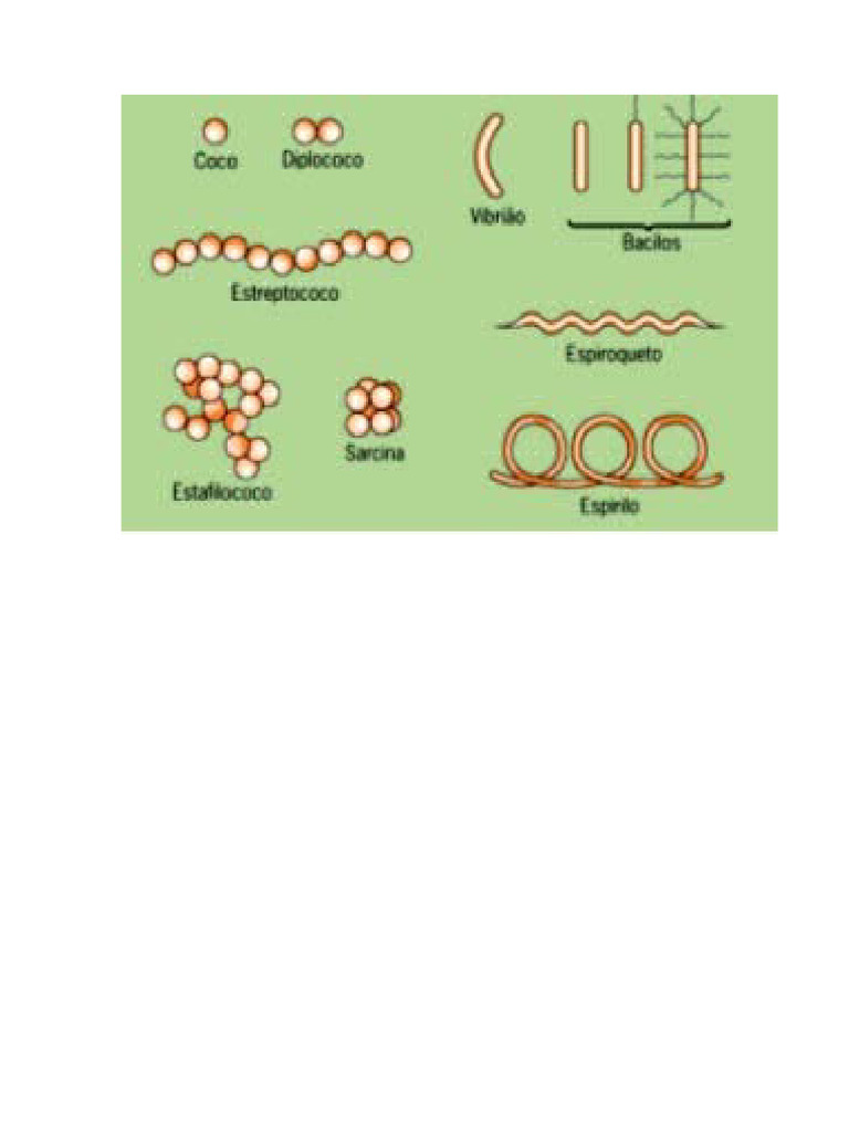 Formas Bacterianas | PDF