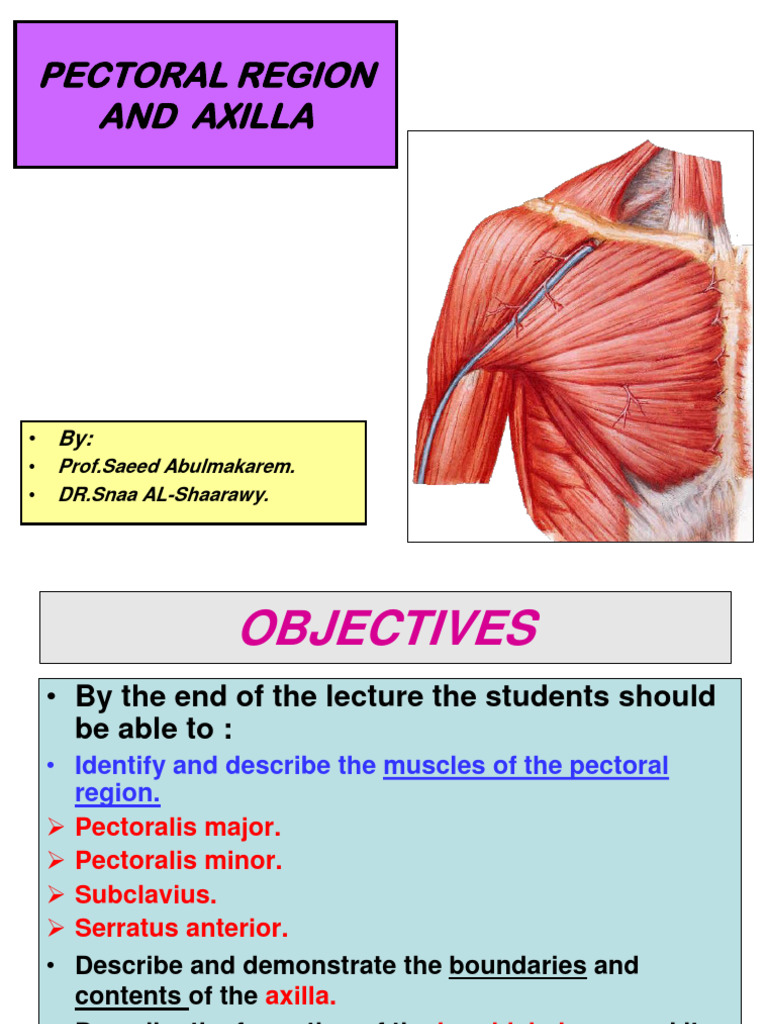 8 - Pectoral Region & Axilla | PDF | Arm | Musculoskeletal System