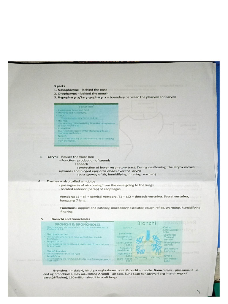 Respiratory System | PDF