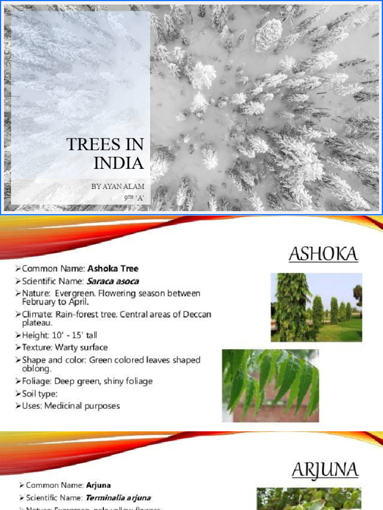 Ayan Alam (Trees in India) | PDF