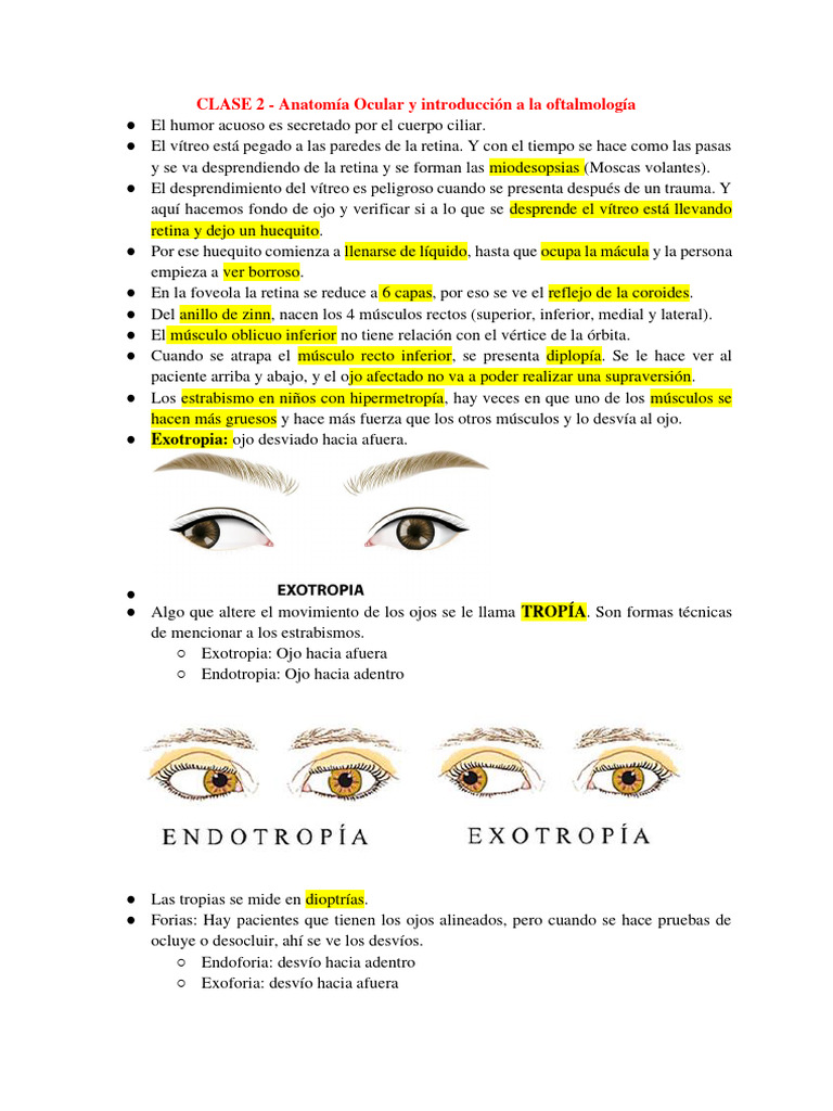 Anatomía Ocular y Oftalmología Básica | PDF | Ojo humano | Glaucoma