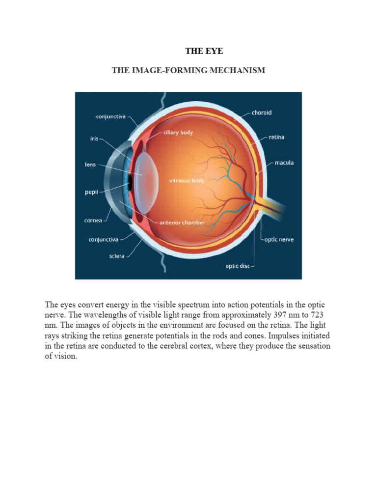 The Eye | PDF