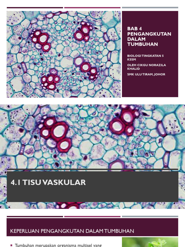 BIO T5 KSSM BAB 4 Pengangkutan Dalam Tumbuhan Zila Khalid ) | PDF