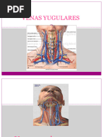 Vena Yugular Interna Externa y Anterior | PDF | Vena | Anatomía humana