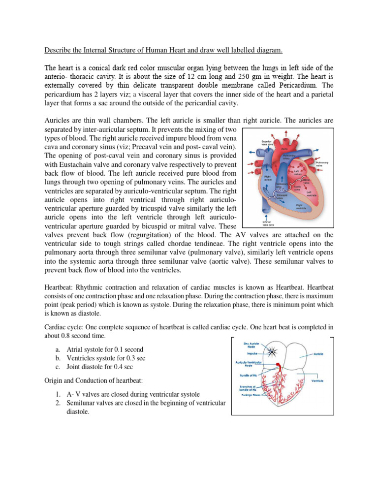 Internal Structure of Heart | PDF | Heart Valve | Ventricle (Heart)