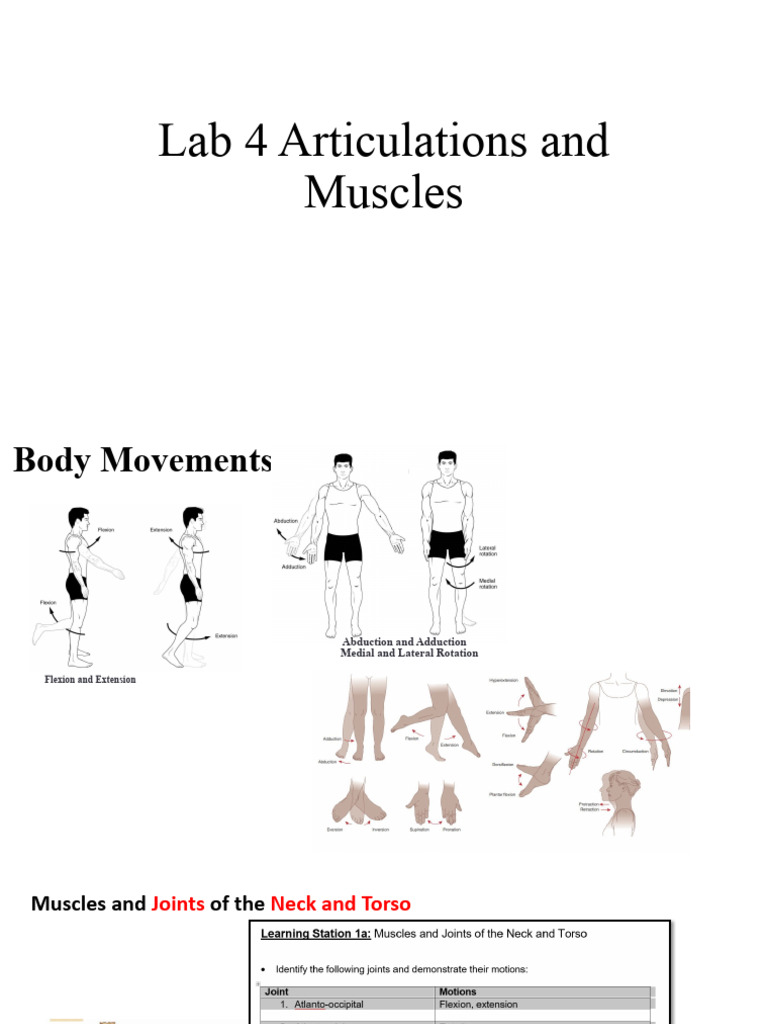Lab 4 Articulations and Muscles | PDF